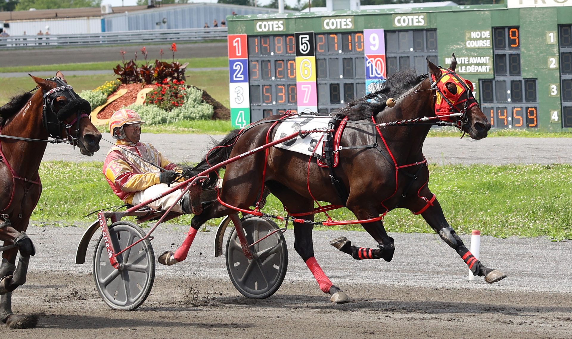 Celia Bayama, une bonne affaire - Hippodrome Trois-Rivières