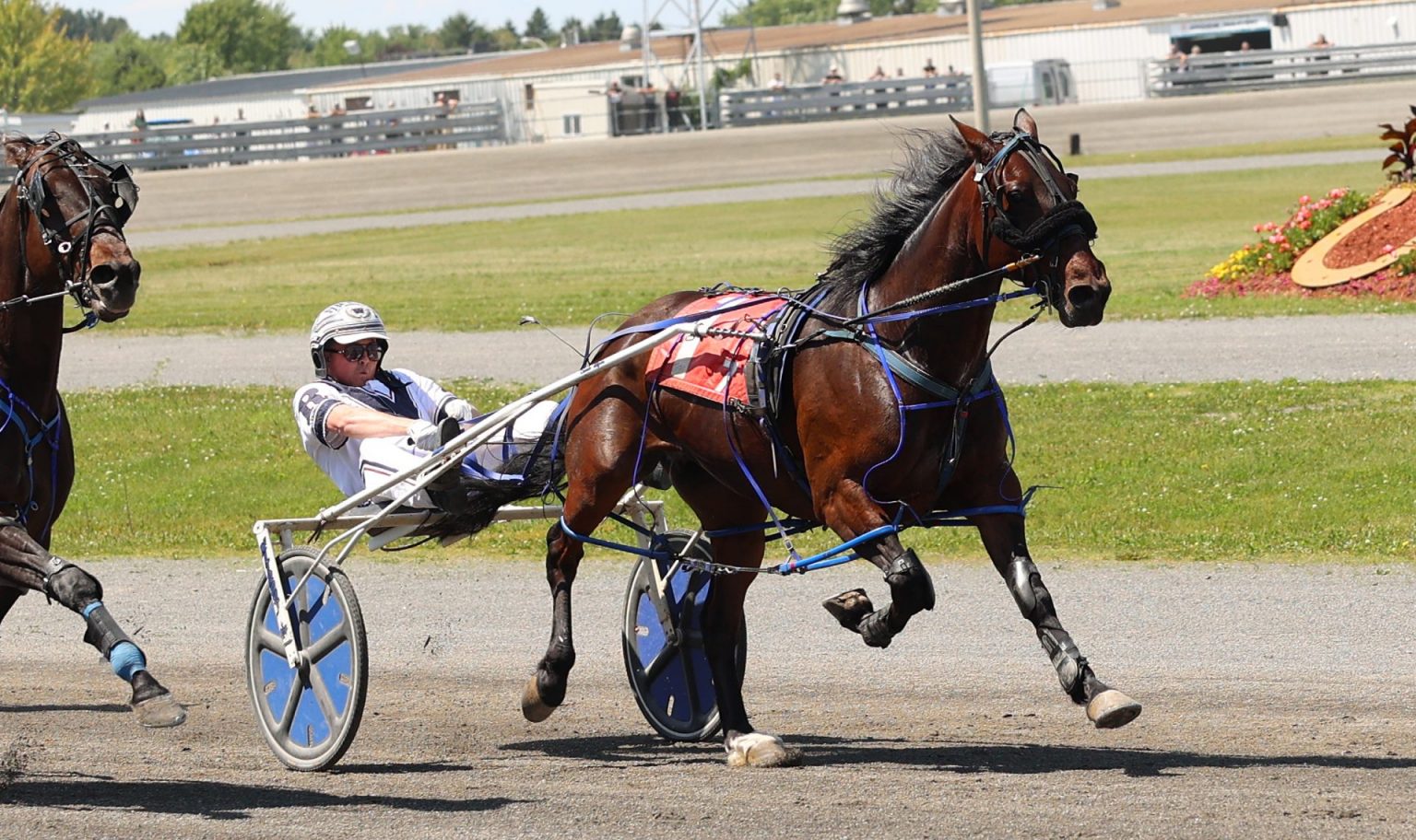 Albert Alpha sous son meilleur jour - Hippodrome Trois-Rivières