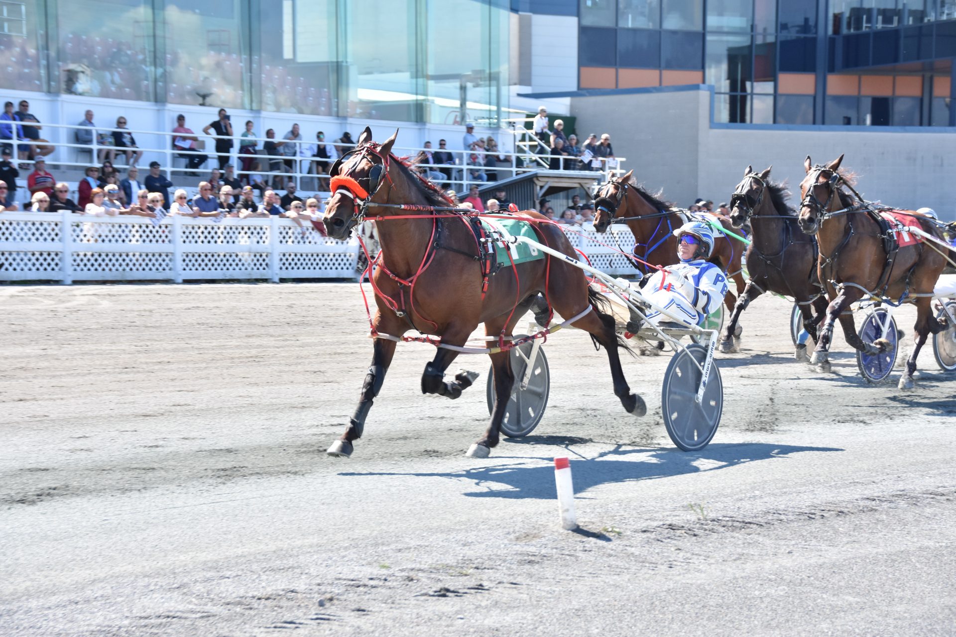 Trois ambleurs de 2 ans en préparation - Hippodrome Trois-Rivières